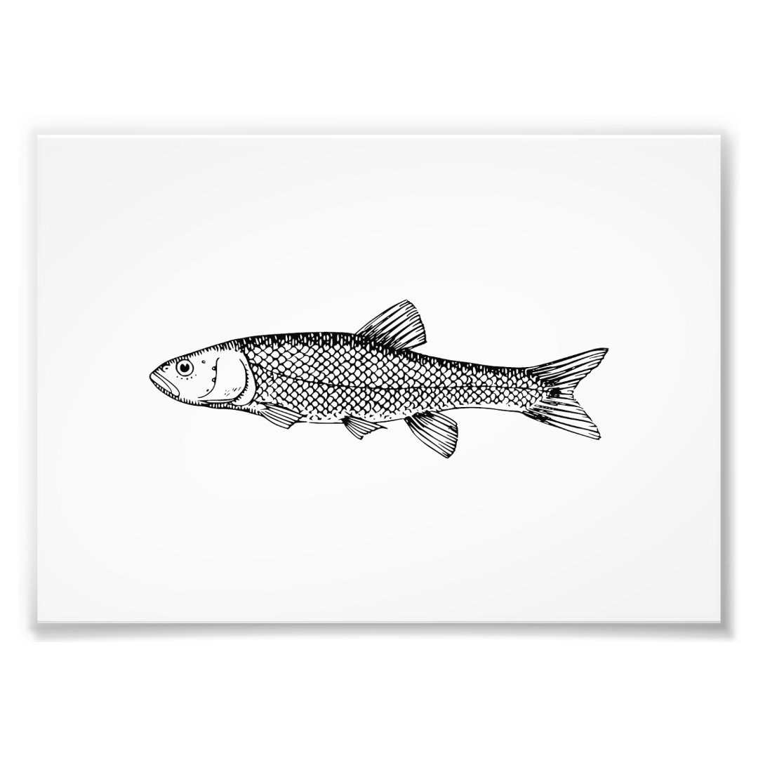 Chub Fish Drawing Photo Print | Zazzle