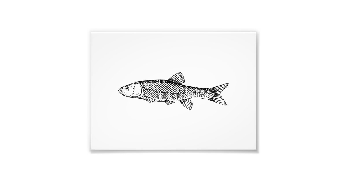 Chub Fish Drawing Photo Print | Zazzle