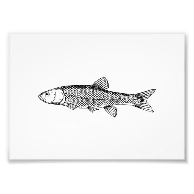Chub Fish Drawing Photo Print | Zazzle