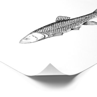 Chub Fish Drawing Photo Print | Zazzle