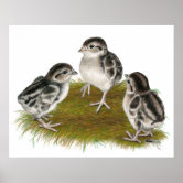 Chukar Partridge Chicks