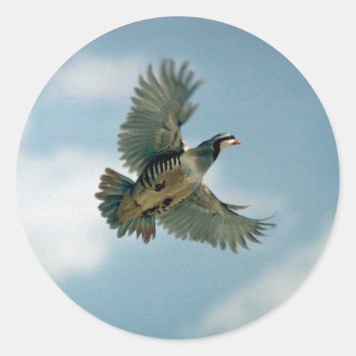 Chukar partridge in flight round stickers | Zazzle