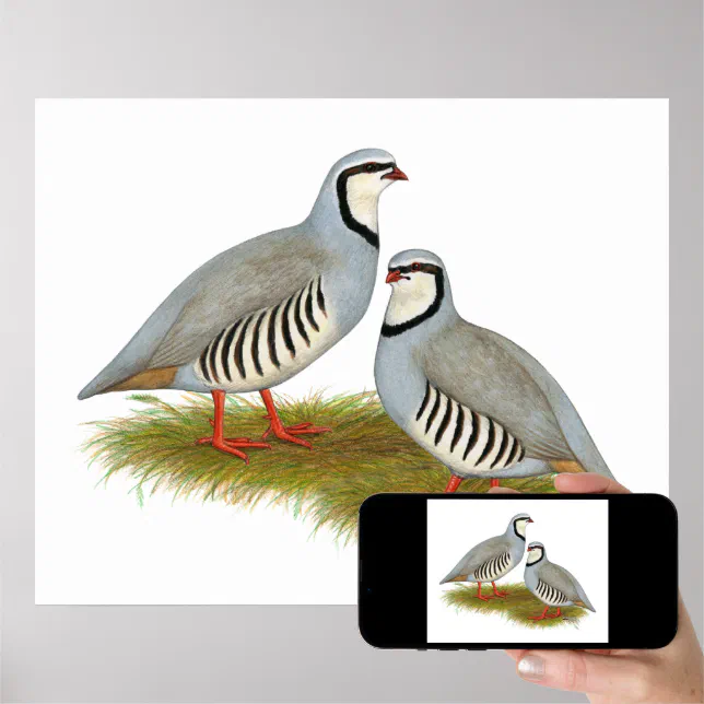 Chukar Partridge Pair Poster | Zazzle