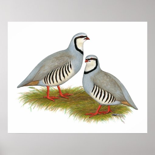 Chukar Partridge Pair Poster | Zazzle