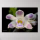 Chysis Violacea Poster | Zazzle