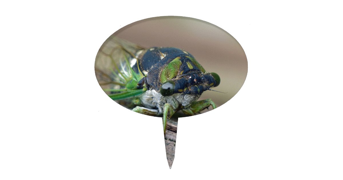 Cicada Cake Topper | Zazzle