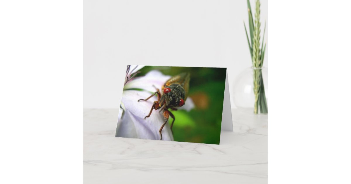 Cicada Card | Zazzle