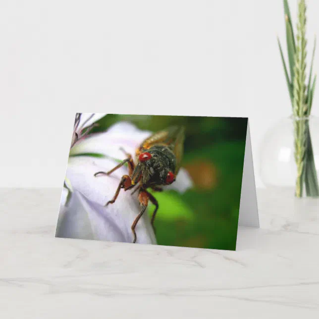 Cicada Card | Zazzle