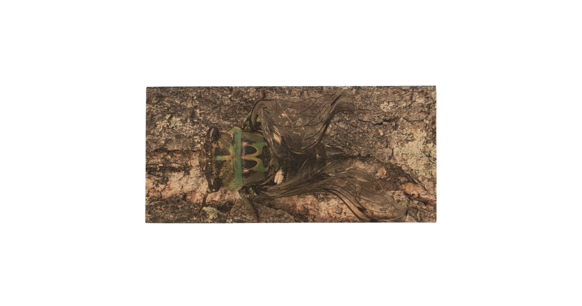 Cicada Flash Drive | Zazzle
