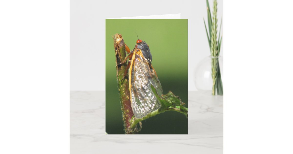 Cicada greeting card | Zazzle