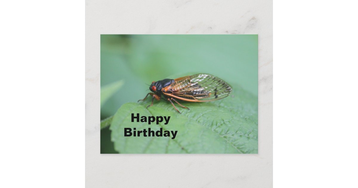 Cicada Photo Birthday Postcard | Zazzle