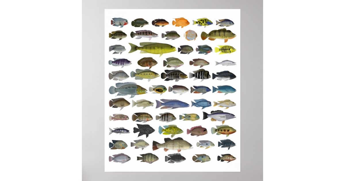 Cichlid Group Poster | Zazzle