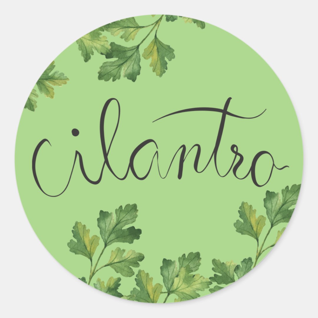 Cilantro herbs classic round sticker | Zazzle