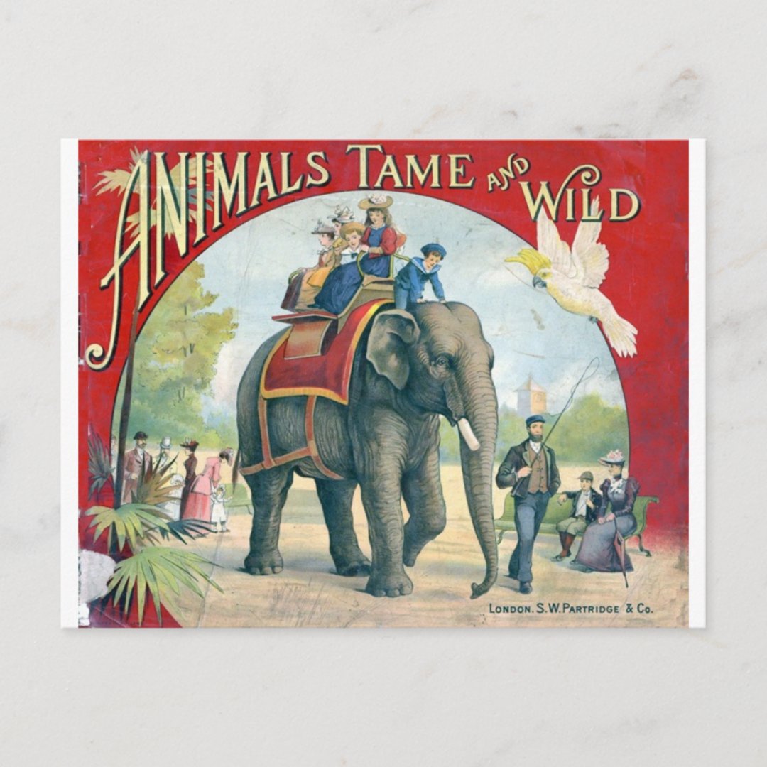 Circus Vintage Design Post Card | Zazzle