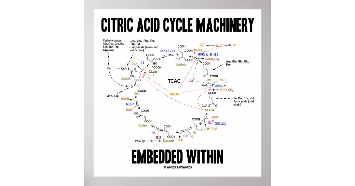 Citric Acid Cycle Machinery Embedded Within Krebs Poster | Zazzle