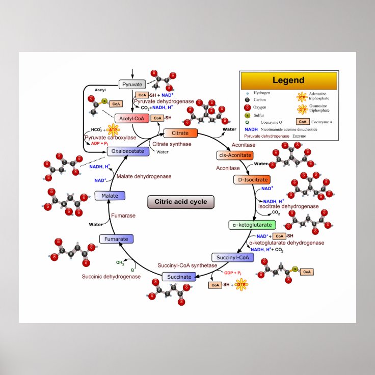 Citric Acid Cycle, TCA Cycle, Krebs Cycle Diagram Poster | Zazzle
