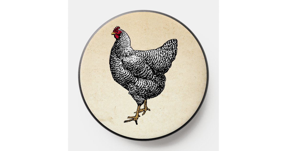 Classic Barred Plymouth Rock Chicken Hen PopSocket | Zazzle
