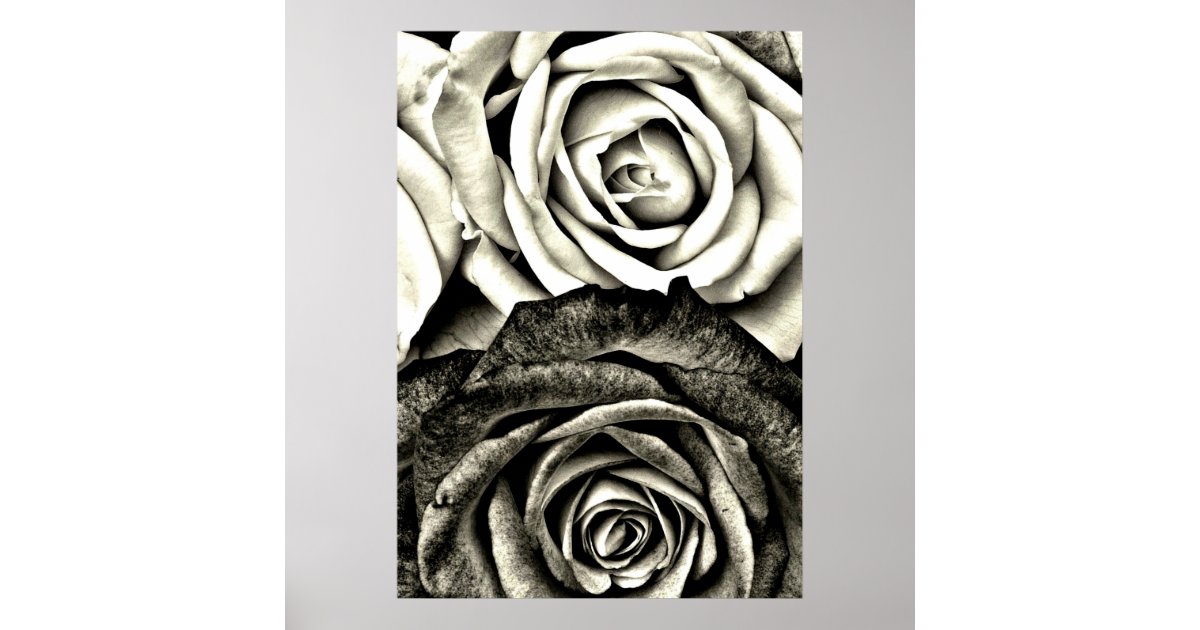 Classic Black and White Roses Poster | Zazzle