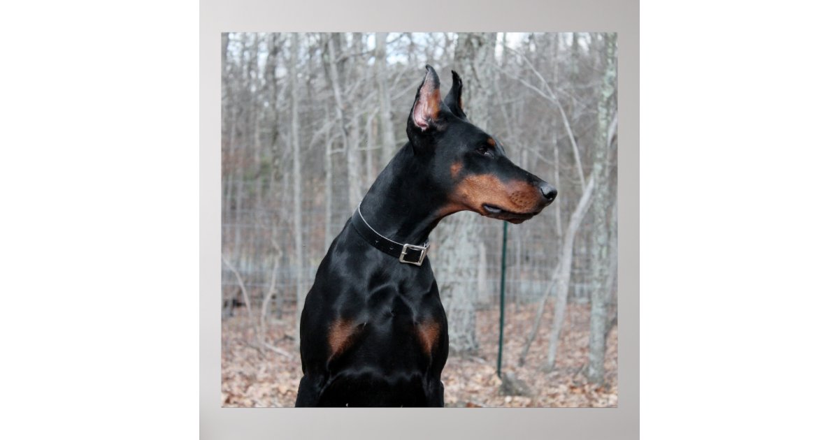 Classic Doberman picture Poster | Zazzle