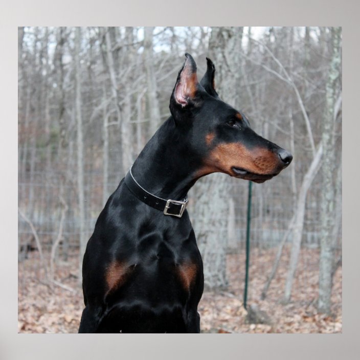 Classic Doberman picture Poster | Zazzle.com