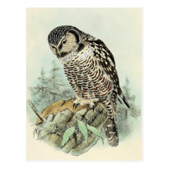 Owl Postcards - No Minimum Quantity | Zazzle