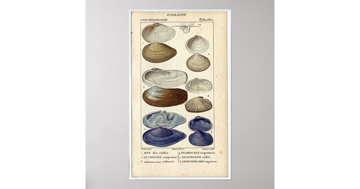 Classic Marine Etching - Clams Poster | Zazzle