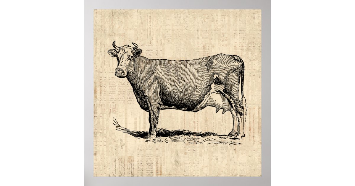 Classic Old Fashioned Cow Art Poster | Zazzle
