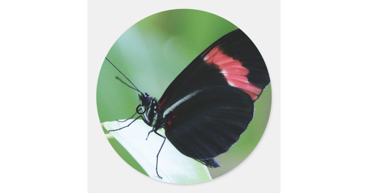 Classic Round Sticker/Postman Closeup Classic Round Sticker | Zazzle