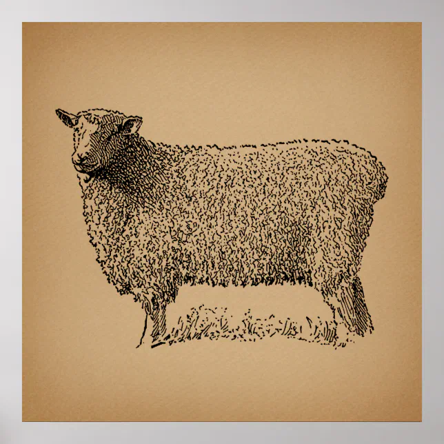 Classic Sheep Art Illustration Antique Farm Animal Poster | Zazzle