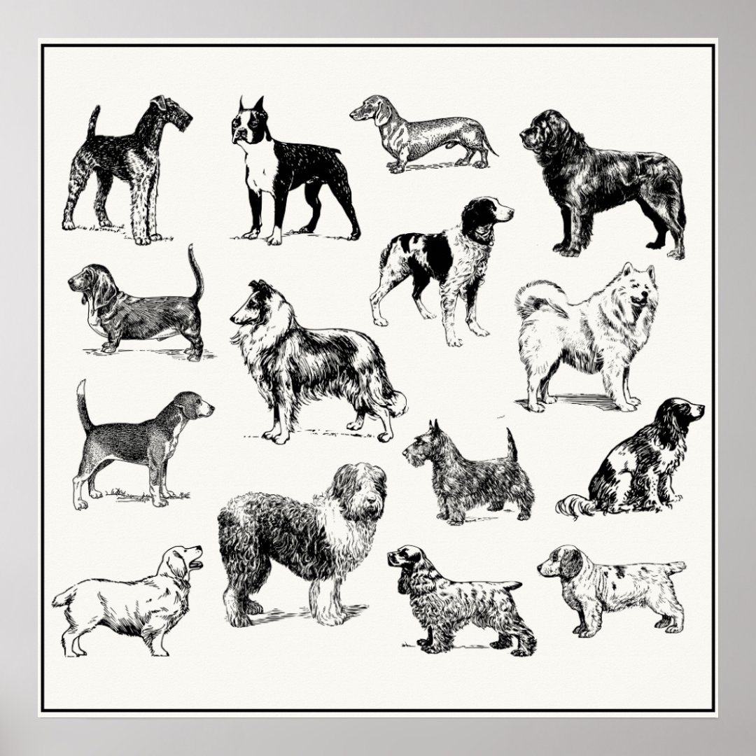 Classic Victorian Dog Lover's Vintage Breeds Poster | Zazzle