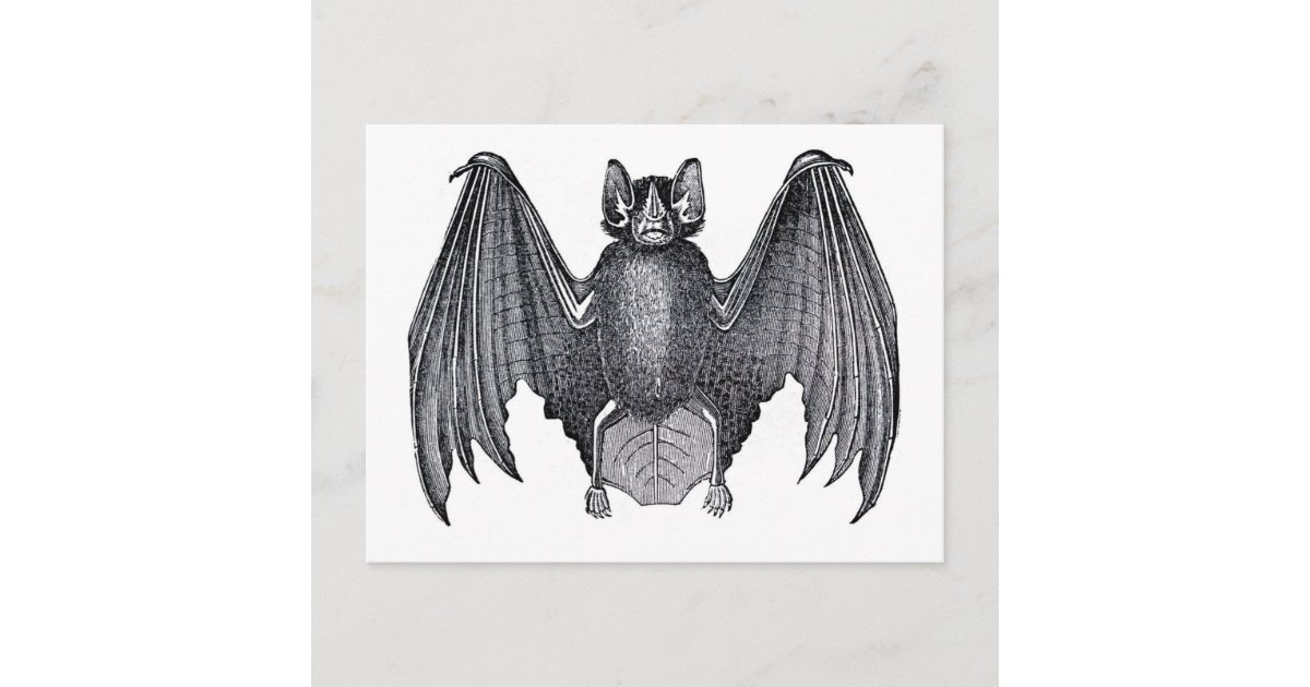 Classic Zoological Etching - Bat Postcard | Zazzle