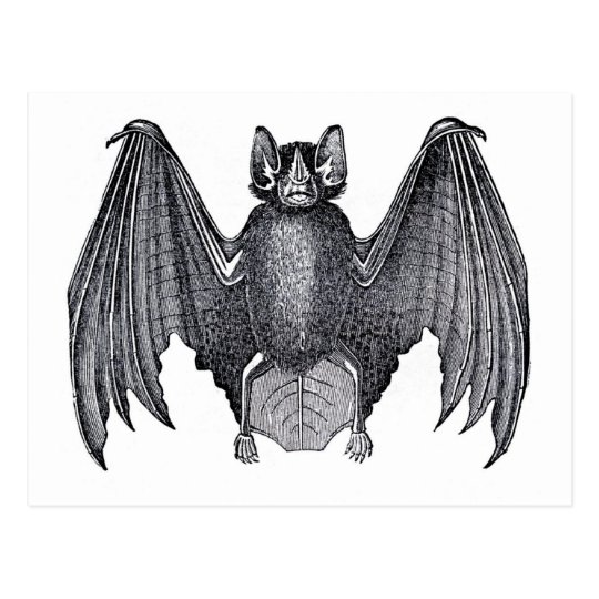 Classic Zoological Etching - Bat Postcard | Zazzle.com
