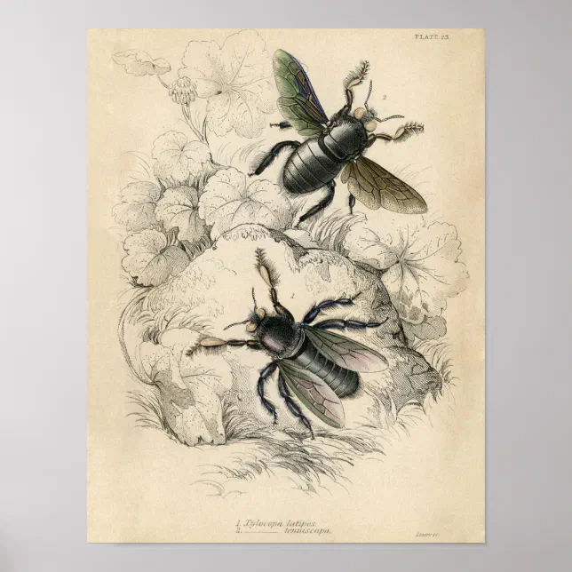 Classic Zoological Etching - Bees Poster | Zazzle