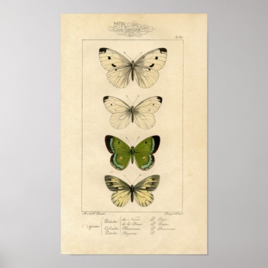 Classic Zoological Etching - Butterflies Poster | Zazzle.com