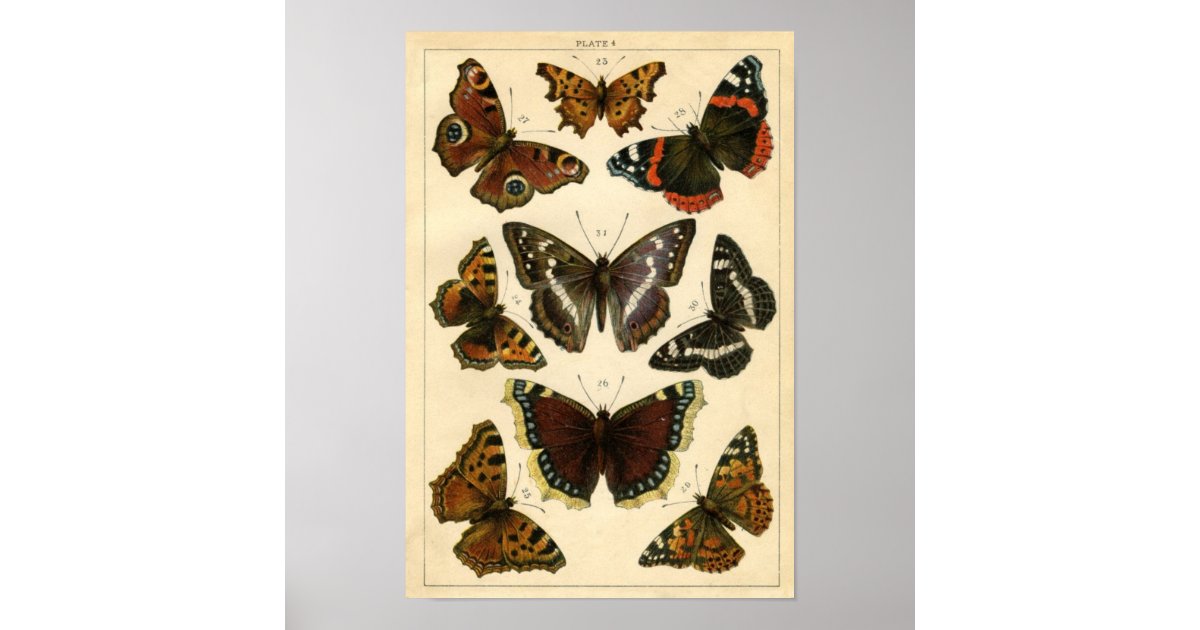 Classic Zoological Etching - Butterflies Poster | Zazzle