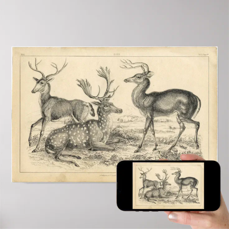 Classic Zoological Etching - Deer Poster | Zazzle