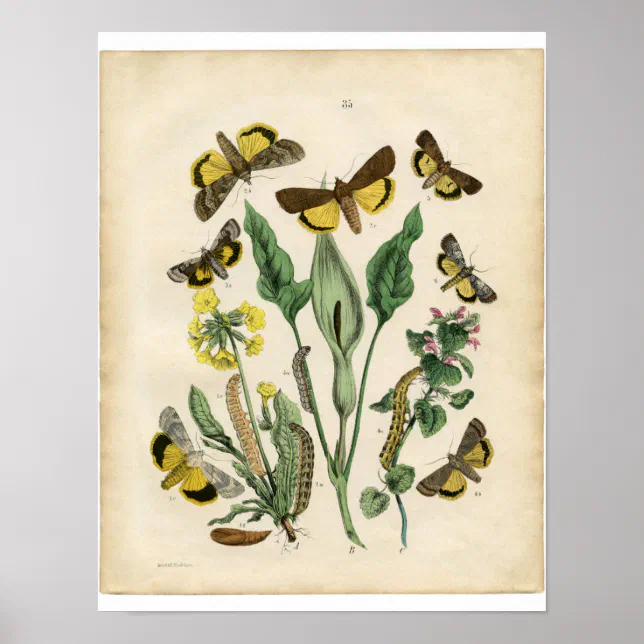 Classic Zoological Etching - Moths Poster | Zazzle