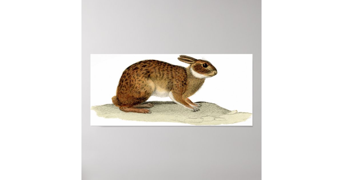 Classic Zoological Etching - Rabbit Poster | Zazzle