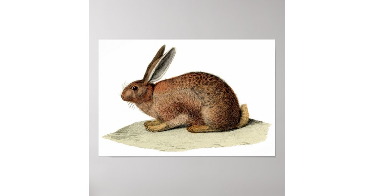 Classic Zoological Etching - Rabbit Poster | Zazzle