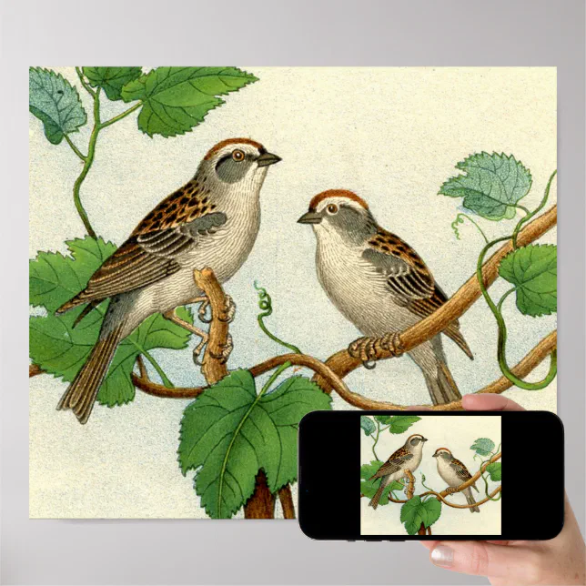 Classic Zoological Etching - Sparrows Poster | Zazzle
