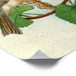 Classic Zoological Etching - Sparrows Poster | Zazzle