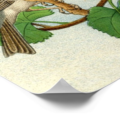 Classic Zoological Etching - Sparrows Poster | Zazzle