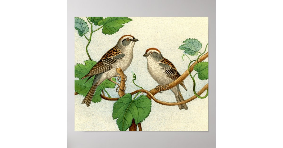 Classic Zoological Etching - Sparrows Poster | Zazzle
