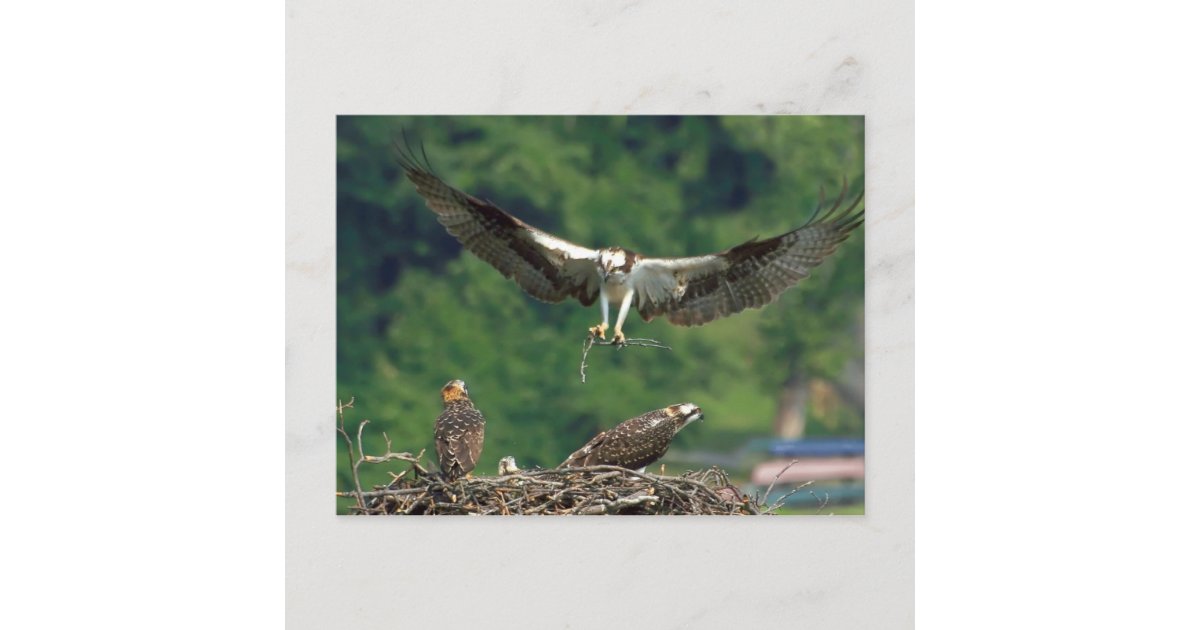 Clear the Runway Postcard | Zazzle