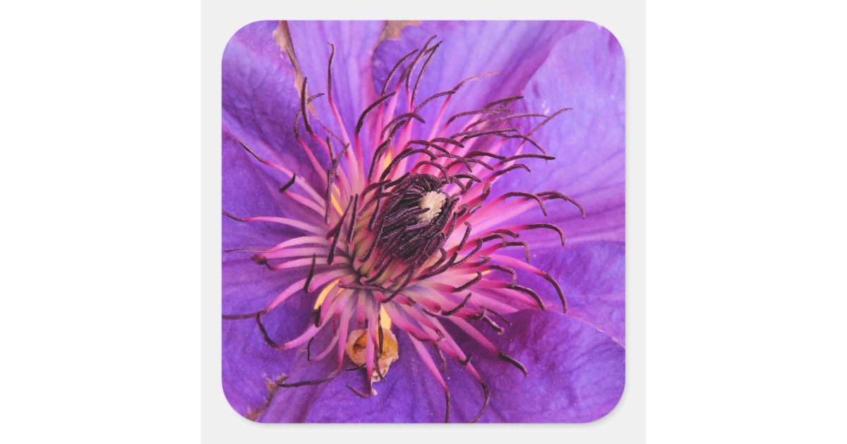 CLEMATIS SQUARE STICKER | Zazzle
