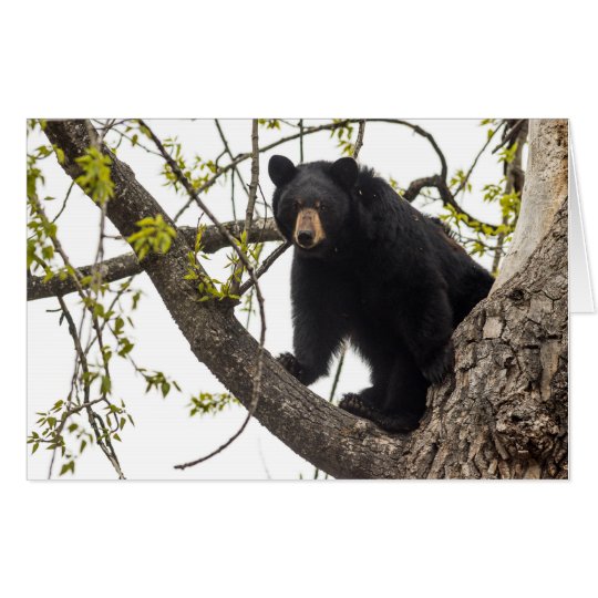 Climbing Black Bear Card | Zazzle.com