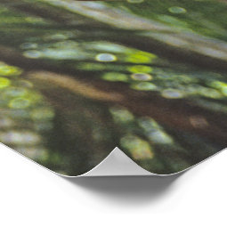 Climbing Trees. Poster | Zazzle