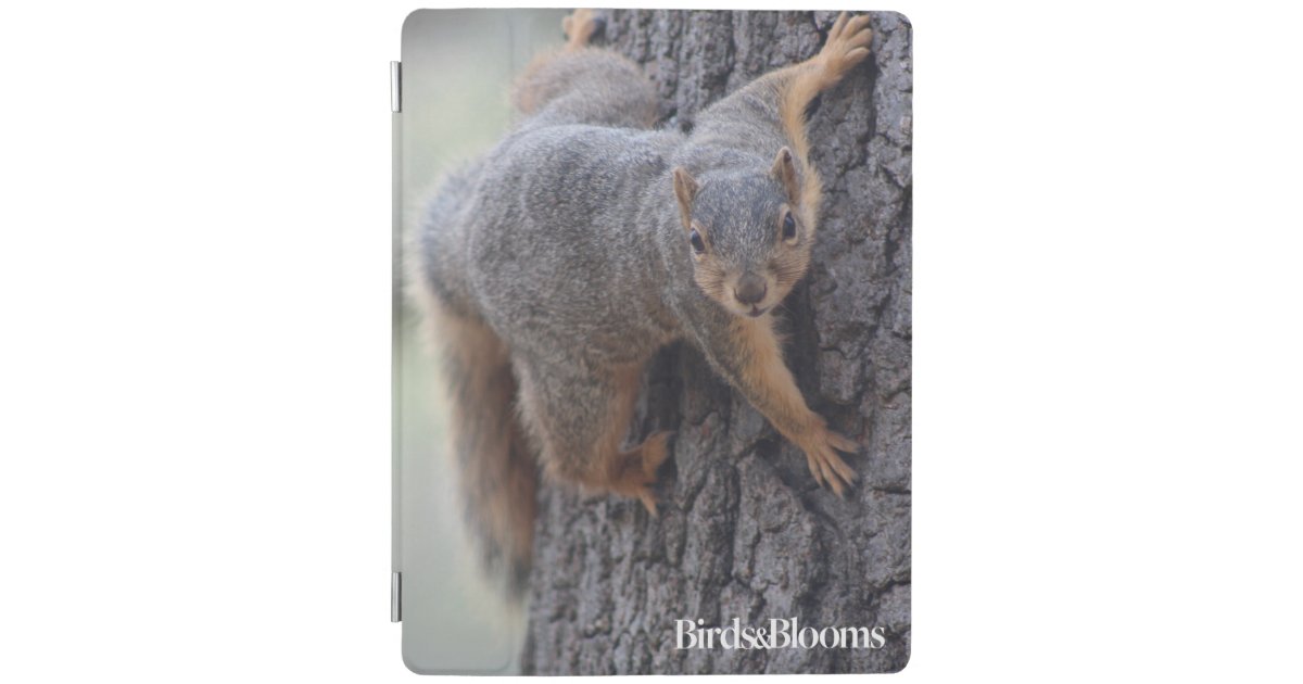 Clinging Squirrel iPad Smart Cover | Zazzle