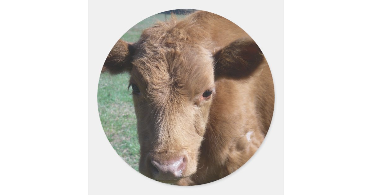 Close-up Cute Calf Sticker | Zazzle