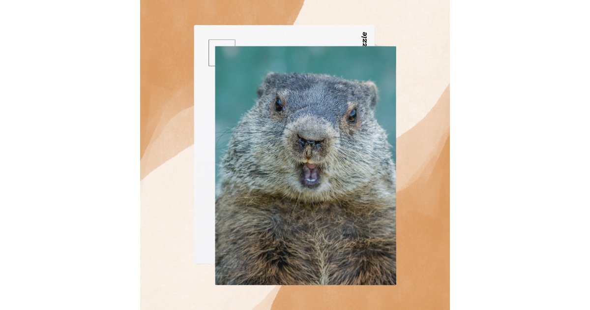 Close-Up Groundhog Portrait Postcard | Zazzle